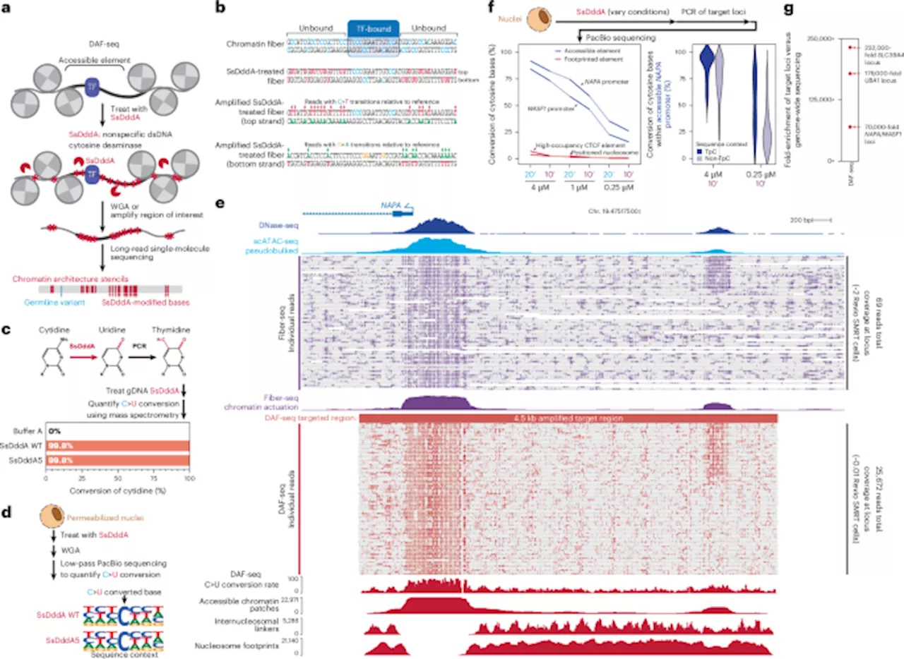 New Method Reveals Chromatin Architecture in Single Cells - THENCVOICE