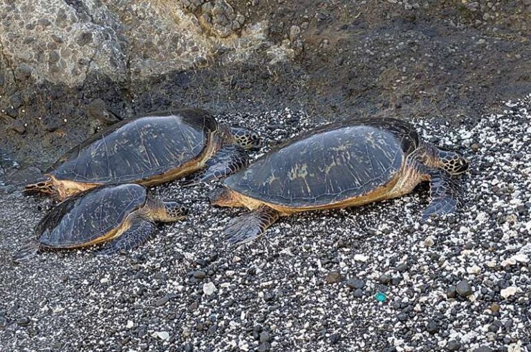 Evidence Reveals Transboundary Marine Plastic Pollution in Turtles ...